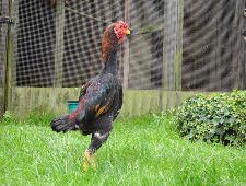 Breed Profile: Shamo Chicken - Backyard Poultry